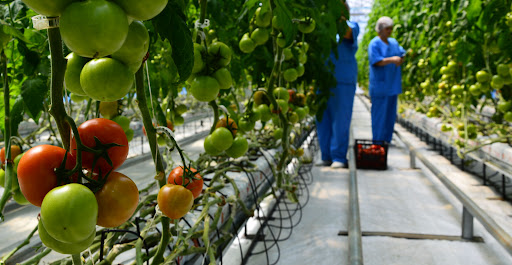 „ქართული ბოსტნეული სათბურებიდან“ - მთავრობის ახალი პროგრამა - Gemrielia.ge